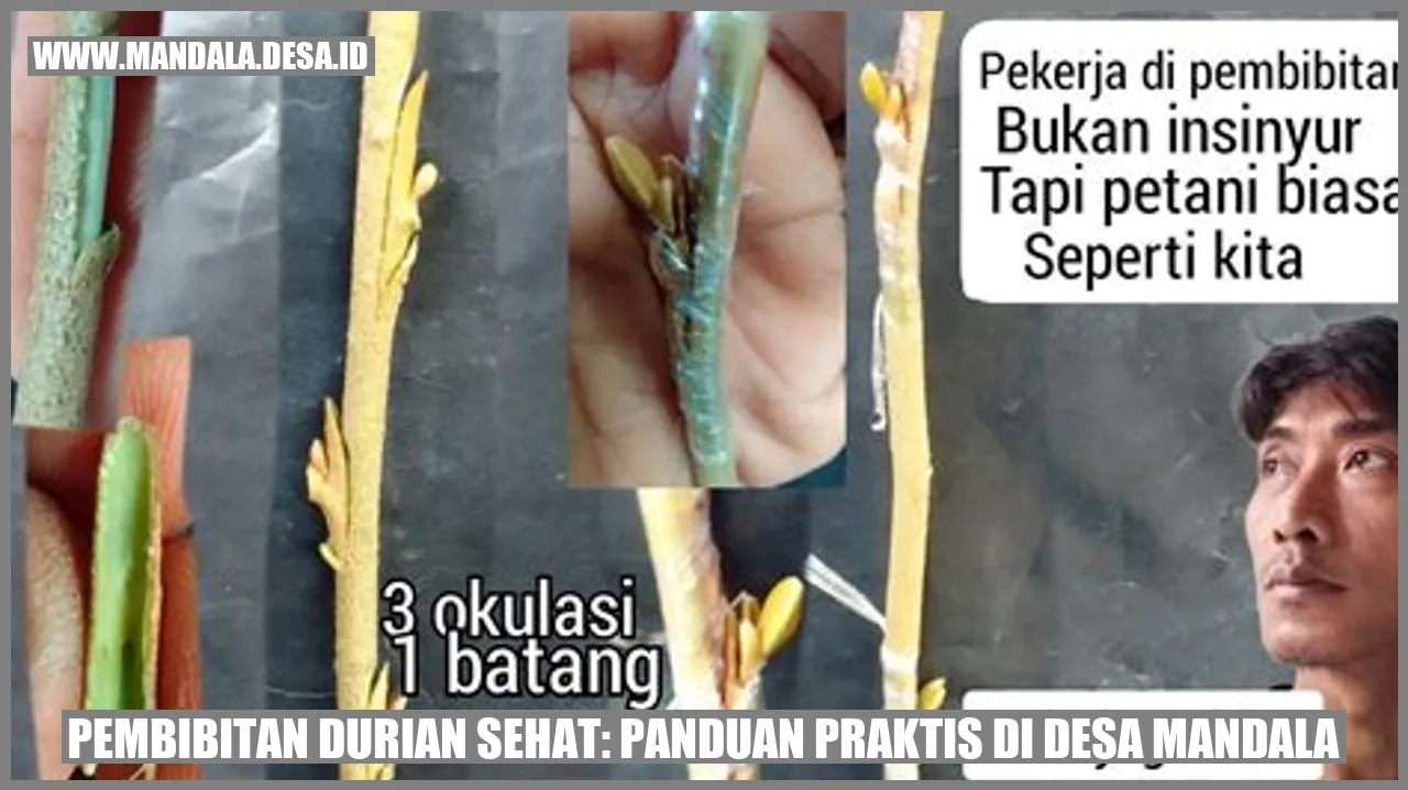 Pembibitan Durian Sehat: Panduan Praktis di Desa Mandala | Mandala