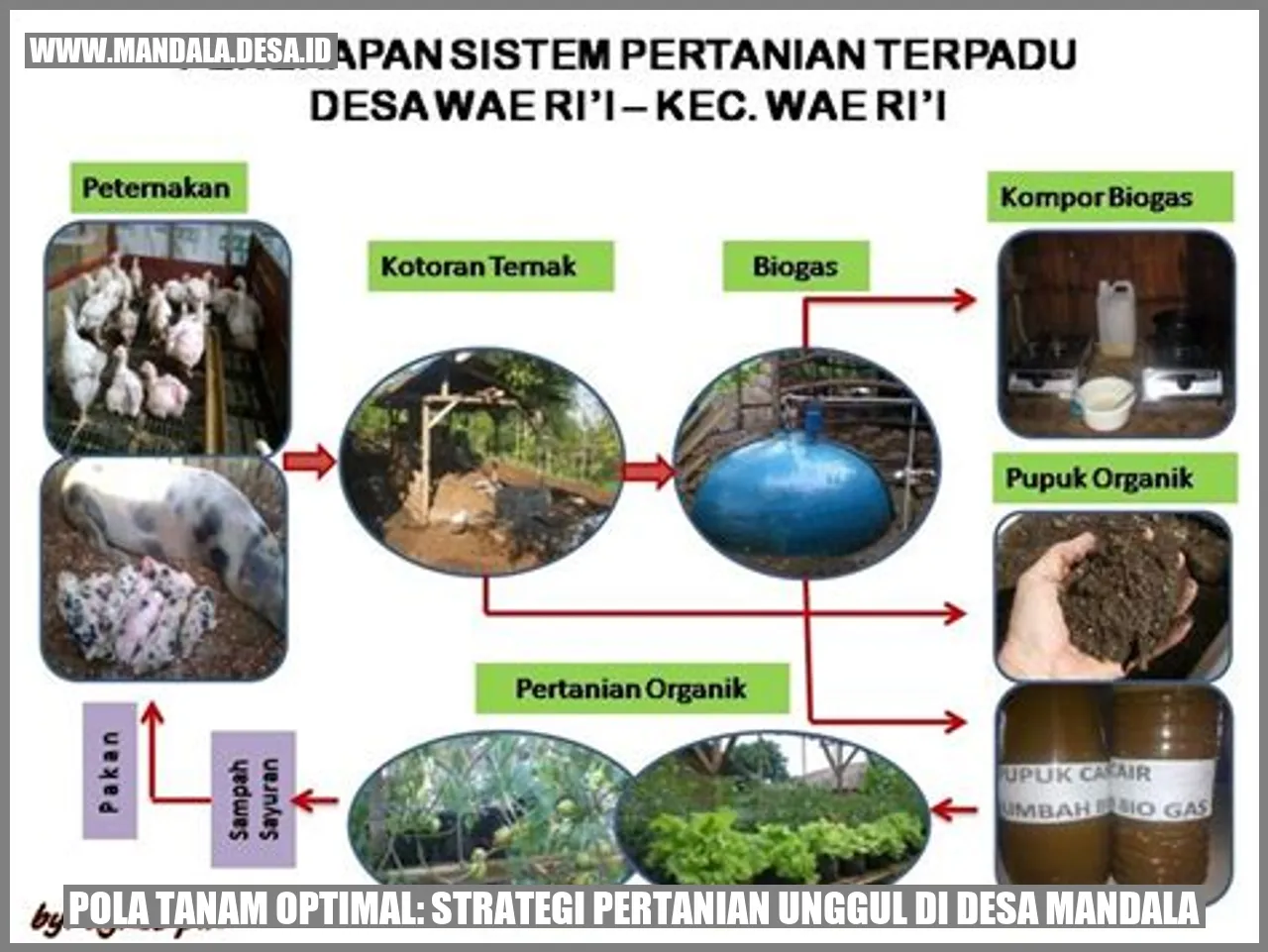 Pola Tanam Optimal: Strategi Pertanian Unggul di Desa Mandala | Mandala Pola Tanam Optimal: Strategi Pertanian Unggul di Desa Mandala | Mandala